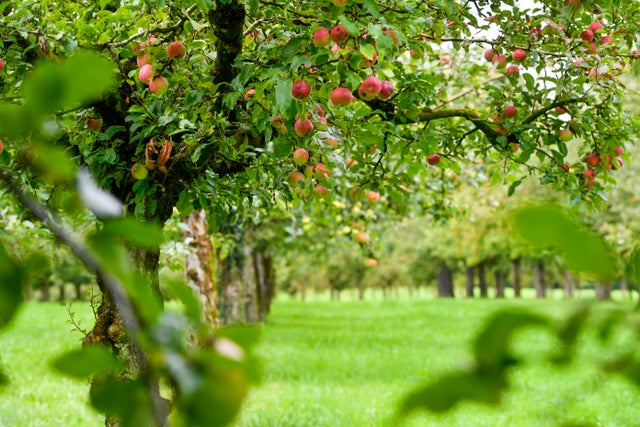 Thurgau Apfelbäume Blühen Im Herbst